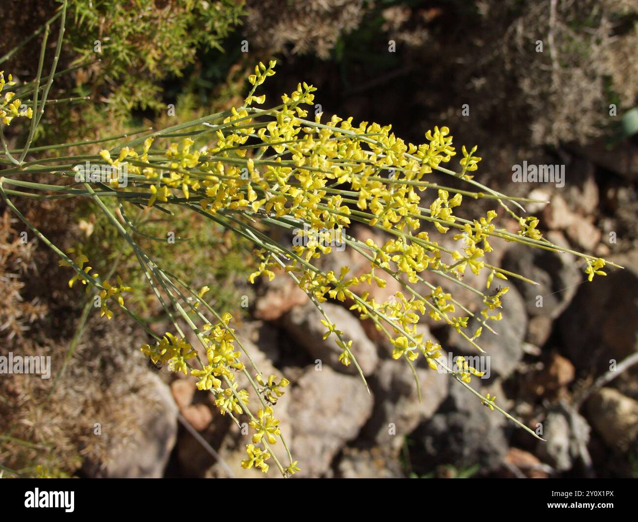 Yellow Bridal Broom (Retama sphaerocarpa) Plantae Stock Photo - Alamy