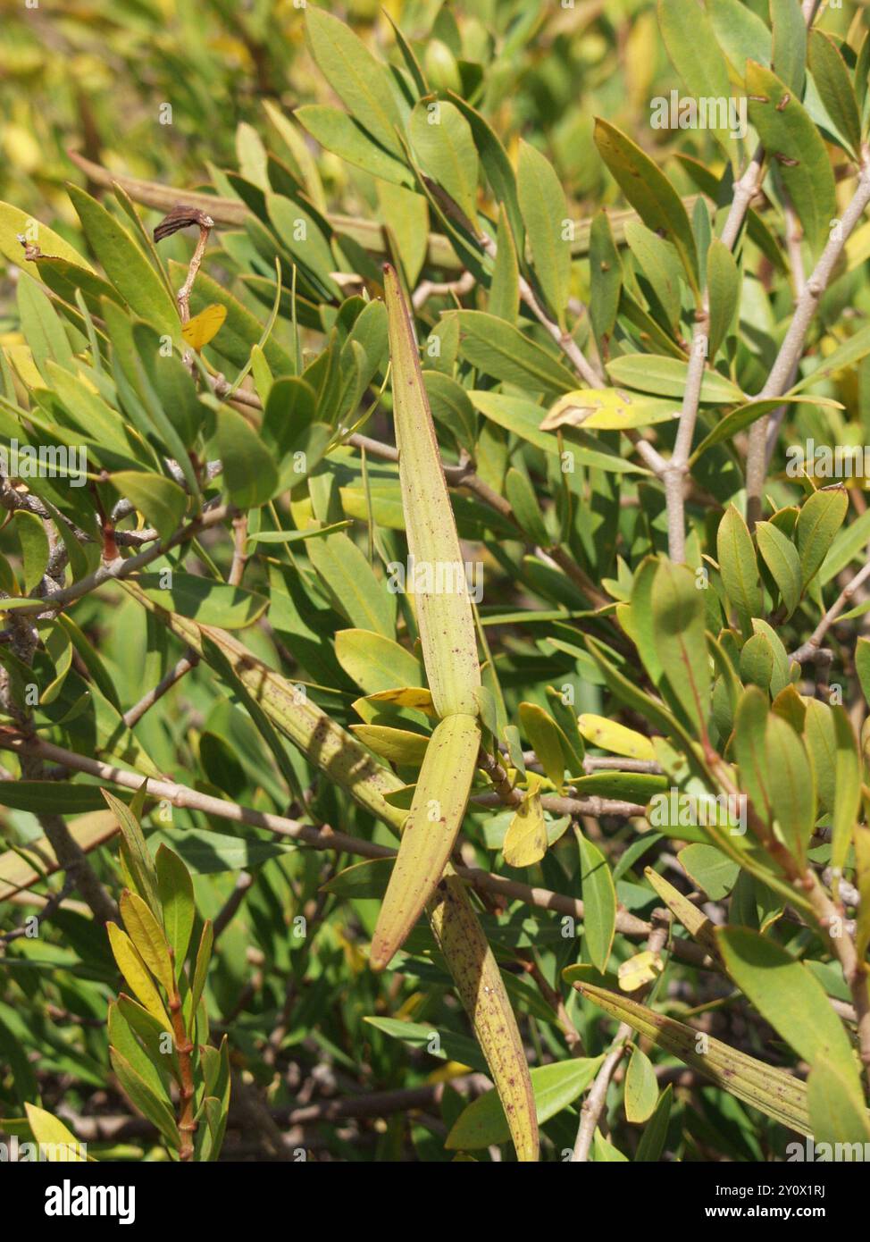 Hallab (Periploca laevigata) Plantae Stock Photo - Alamy