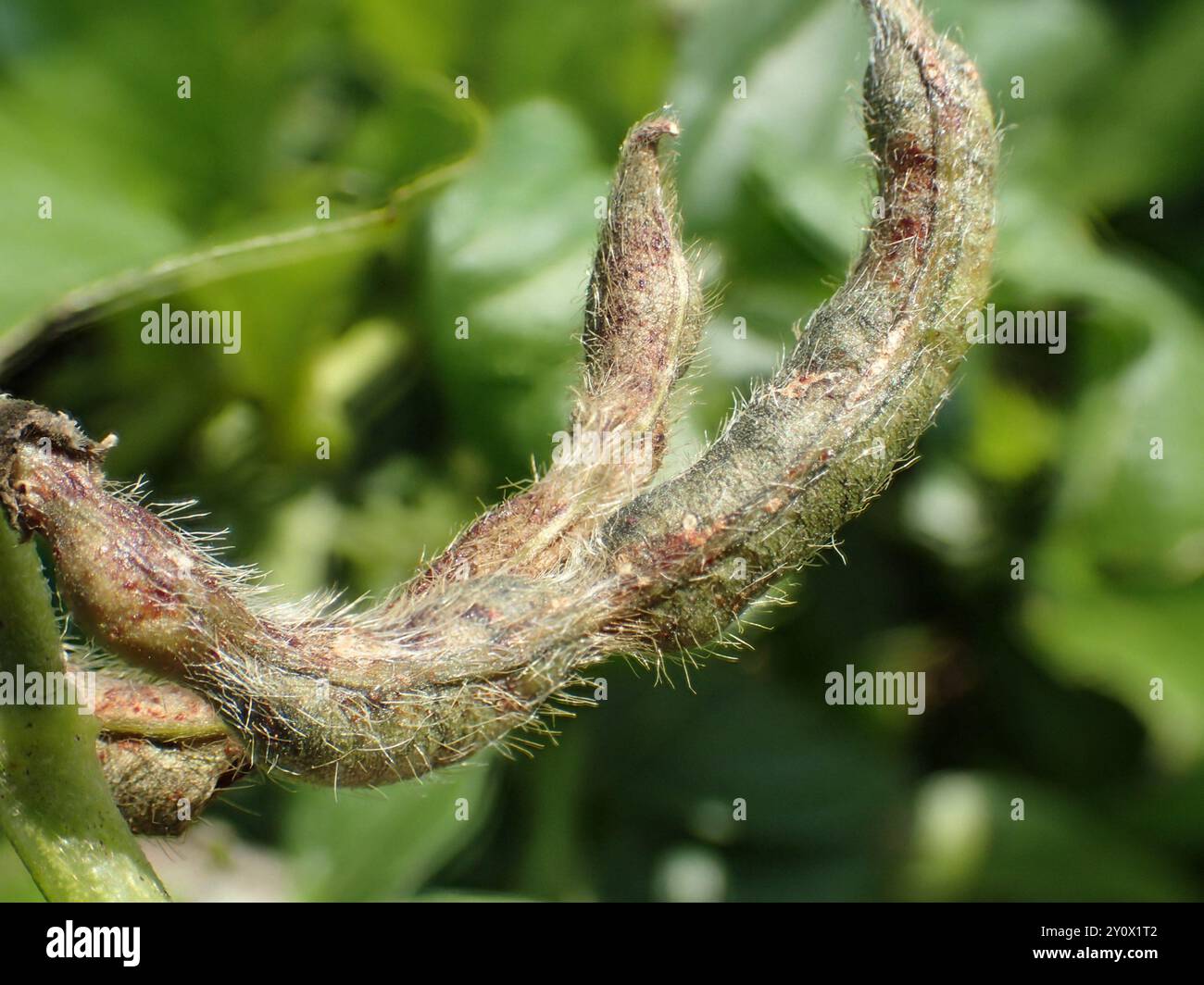 Wild Cowpea (Vigna luteola) Plantae Stock Photo - Alamy