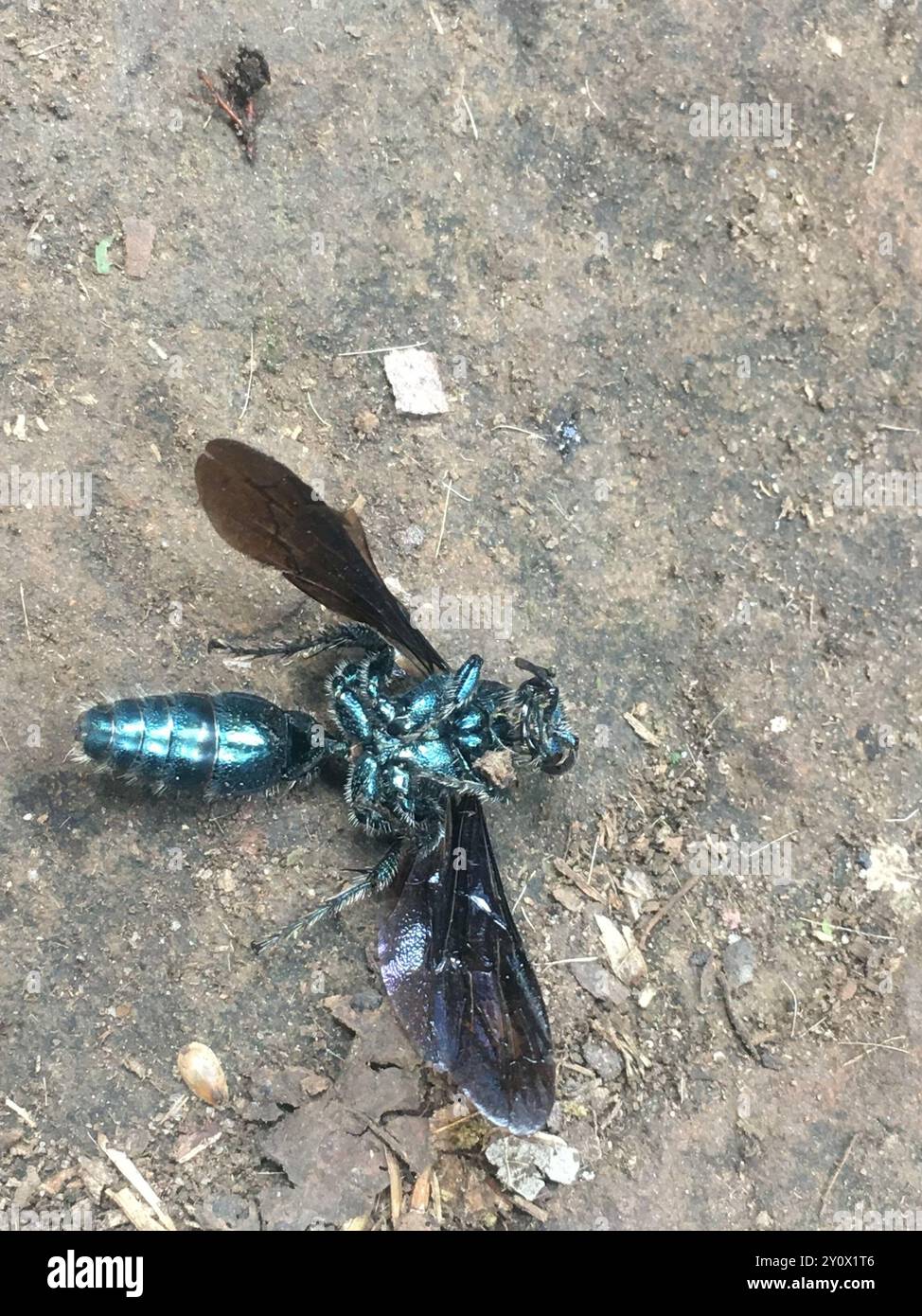 Ants, Bees, and Stinging Wasps (Aculeata) Insecta Stock Photo - Alamy