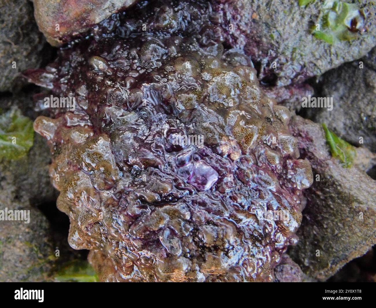 Sea Hares and Akera Snails (Aplysiida) Mollusca Stock Photo - Alamy