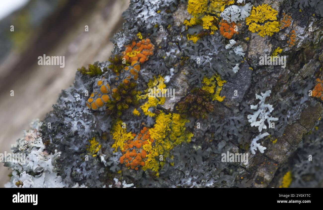 Bark Sulphur-firedot Lichen (Gyalolechia flavorubescens) Fungi Stock ...