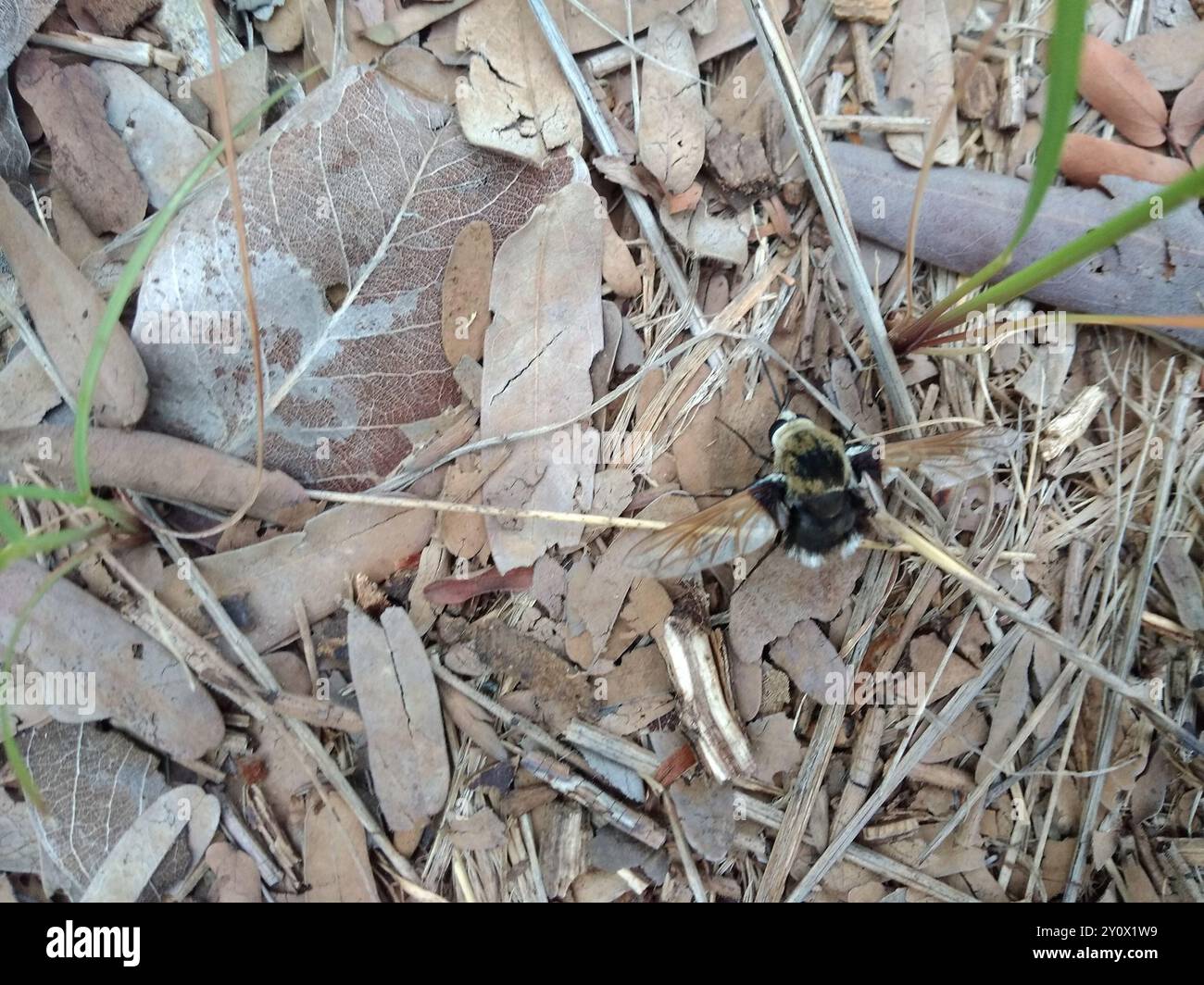 White-tailed Bee Fly (Bombomyia discoidea) Insecta Stock Photo - Alamy