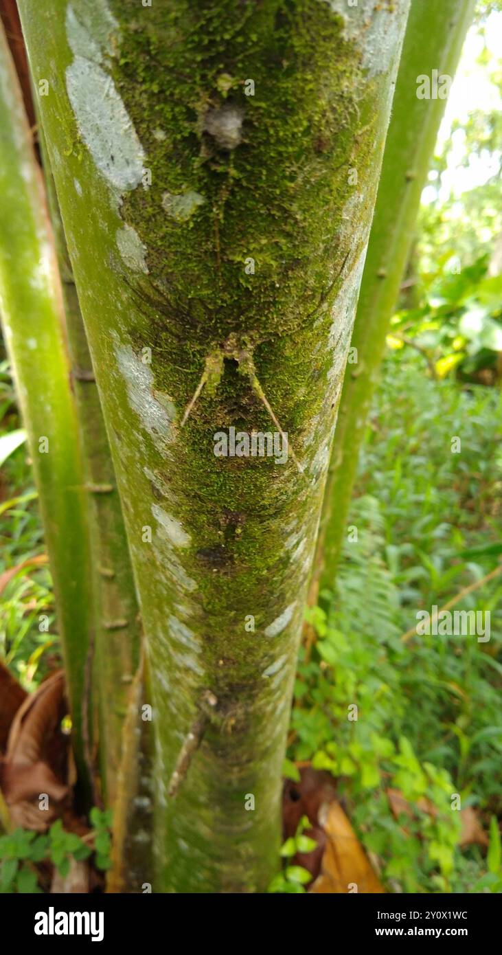 Ivory nut palm hi-res stock photography and images - Alamy