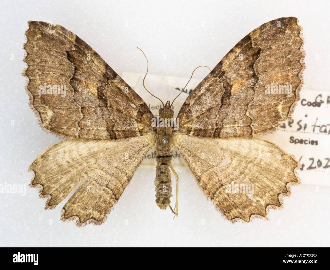 Tissue Moth (Triphosa haesitata) Insecta Stock Photo - Alamy