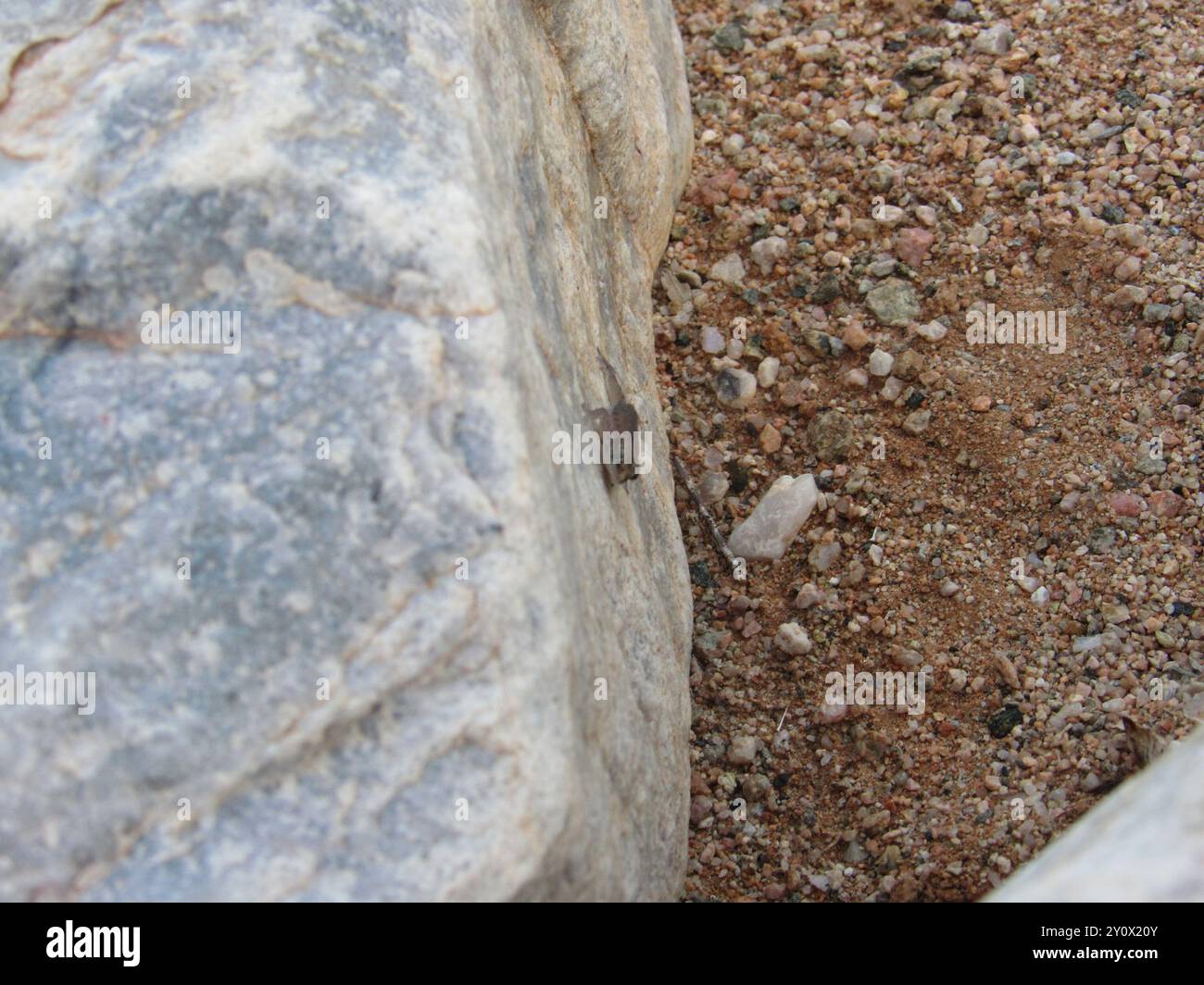 Western Spotted Thick-toed Gecko (Pachydactylus carinatus) Reptilia ...