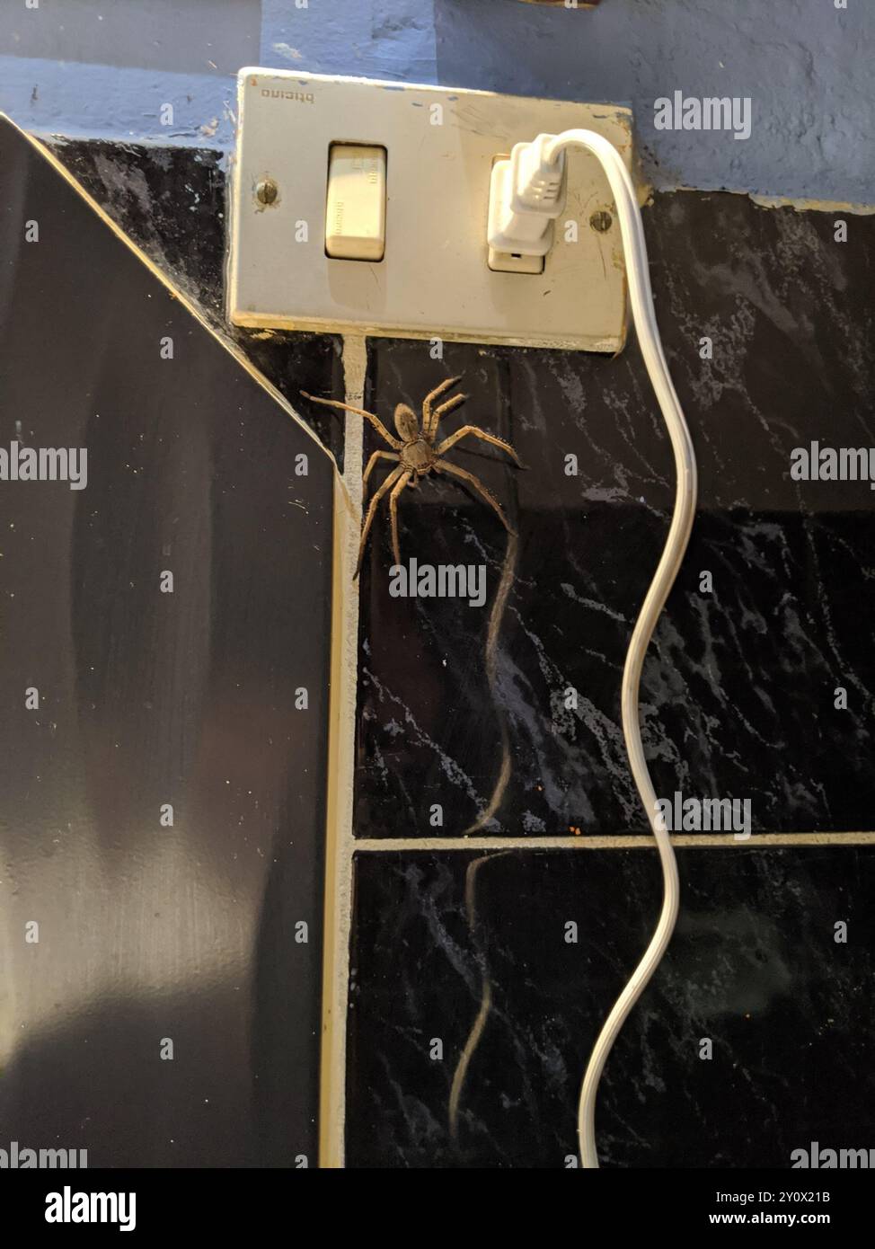 Pantropical Huntsman Spider (Heteropoda venatoria) Arachnida Stock ...