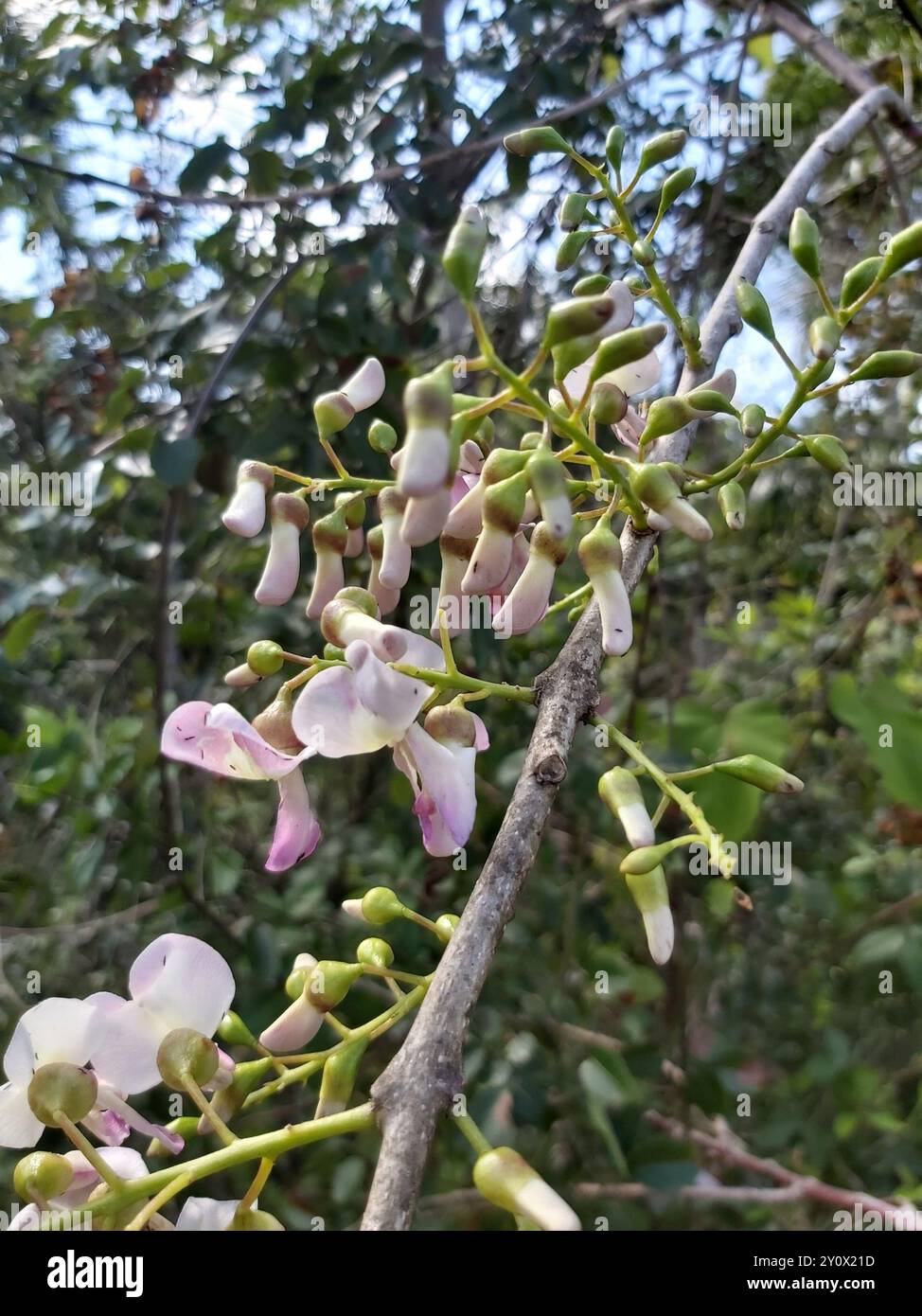 Fence Post Tree (Gliricidia sepium) Plantae Stock Photo - Alamy