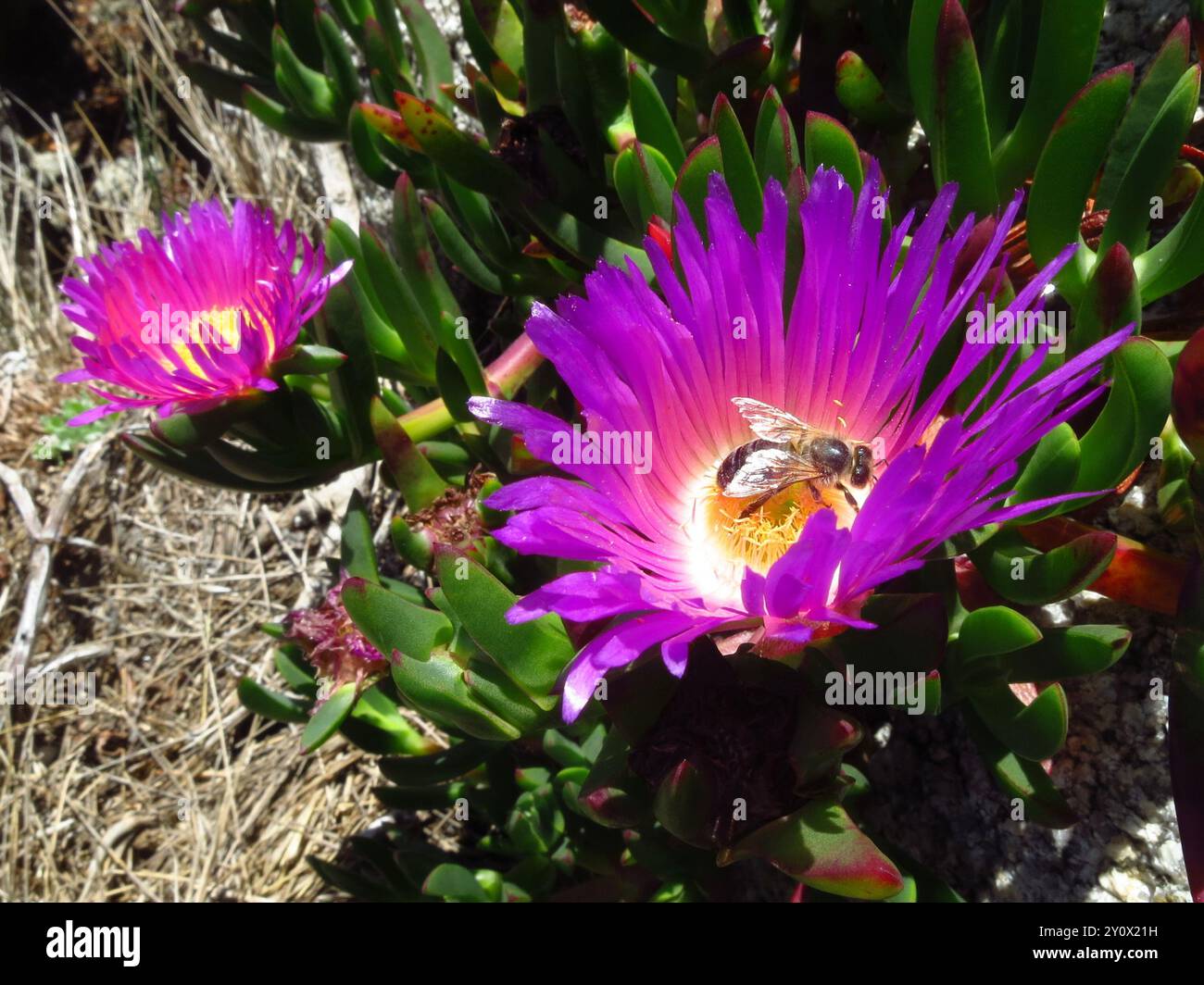 Australian Pig Face (Carpobrotus rossii) Plantae Stock Photo - Alamy