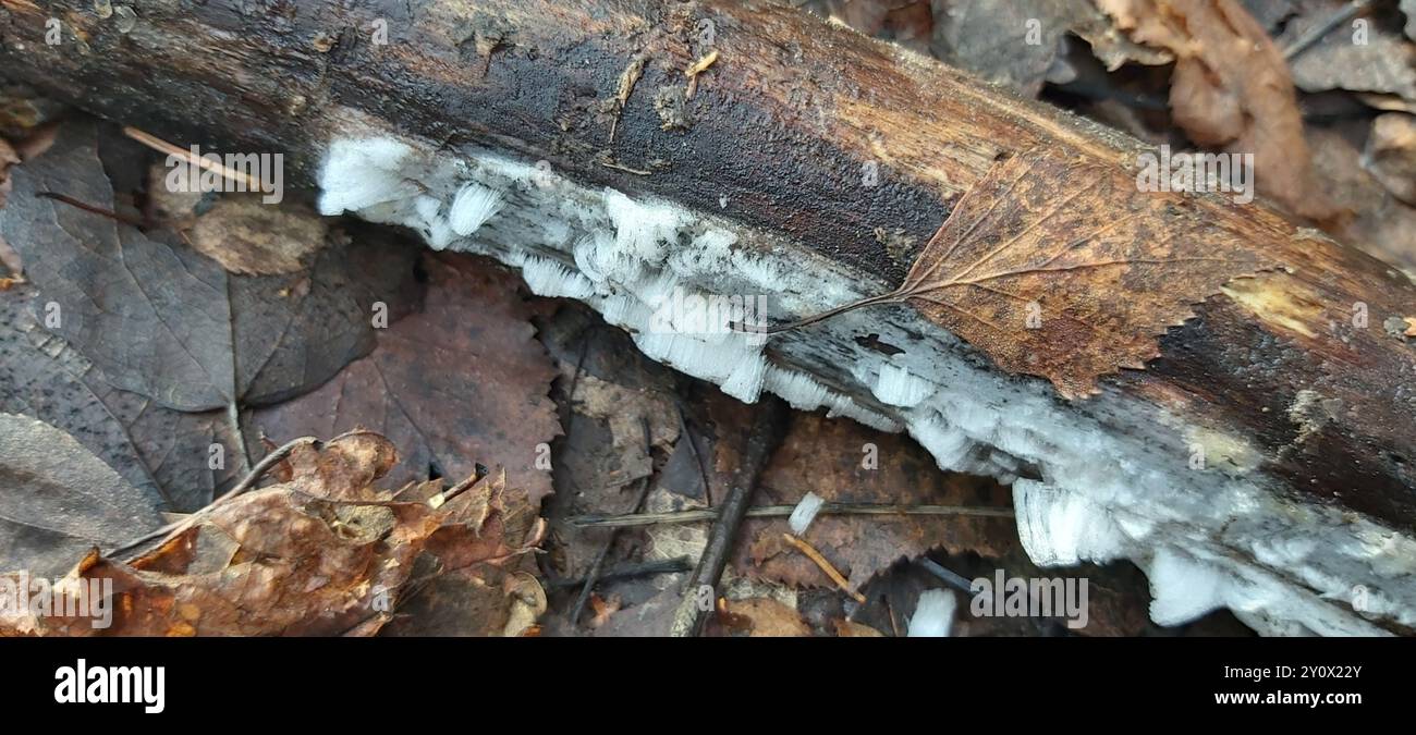 Hair Ice (Exidiopsis effusa) Fungi Stock Photo - Alamy