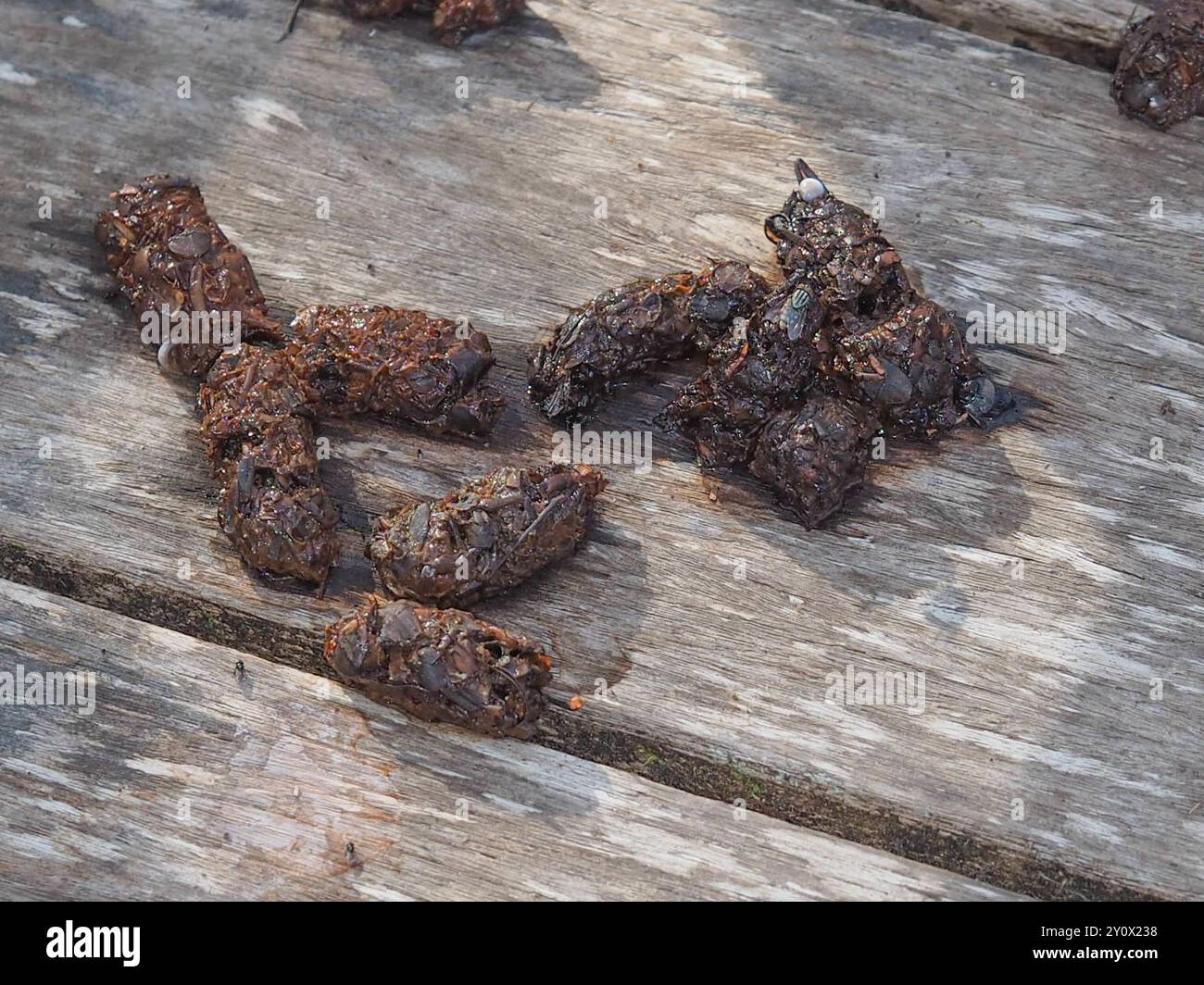Mammals (Mammalia) Mammalia Stock Photo - Alamy