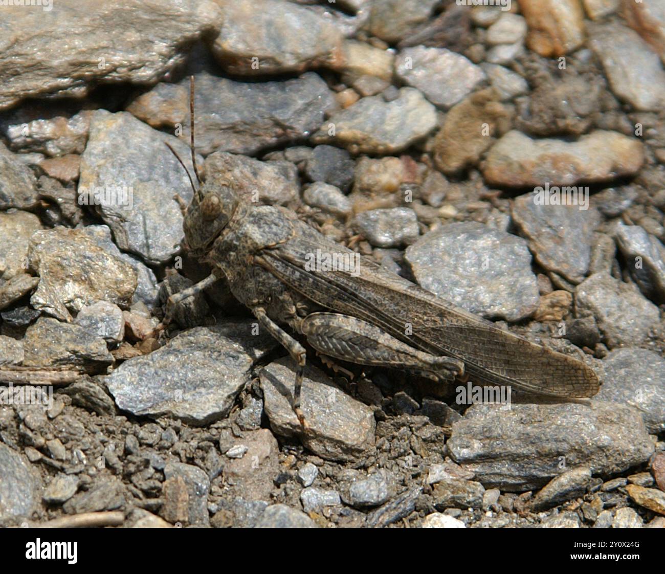 Desert Sand Grasshopper (Sphingonotus rubescens) Insecta Stock Photo ...