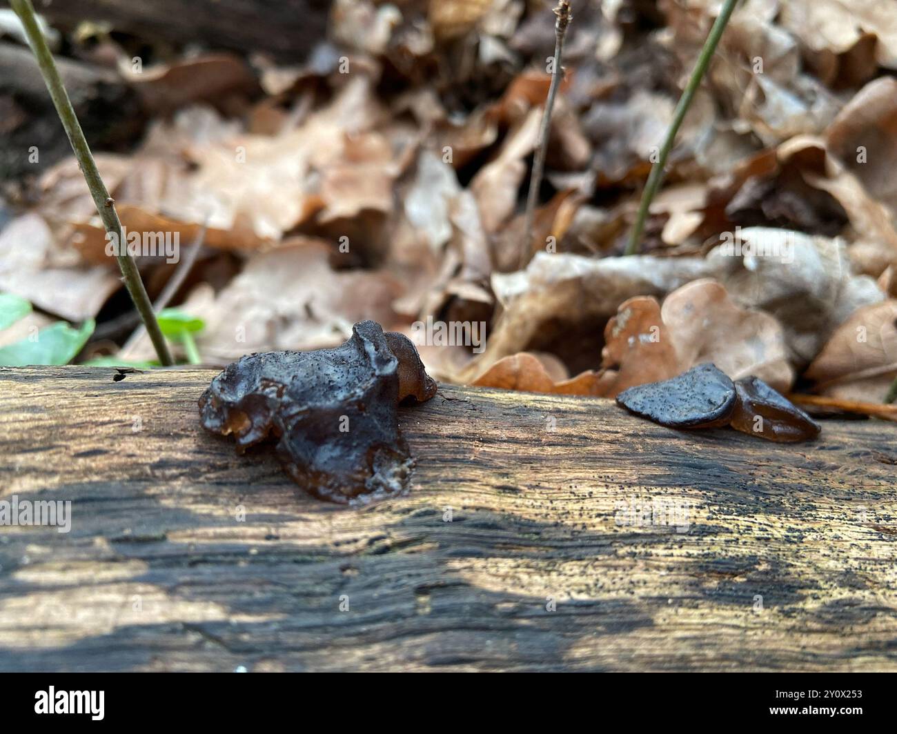 Black Witches' Butter (Exidia glandulosa) Fungi Stock Photo - Alamy