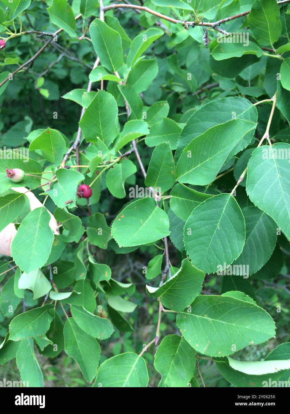 Running Serviceberry (Amelanchier stolonifera) Plantae Stock Photo - Alamy