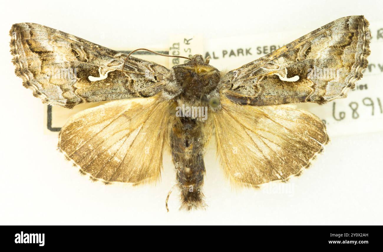Alfalfa Looper (Autographa californica) Insecta Stock Photo - Alamy