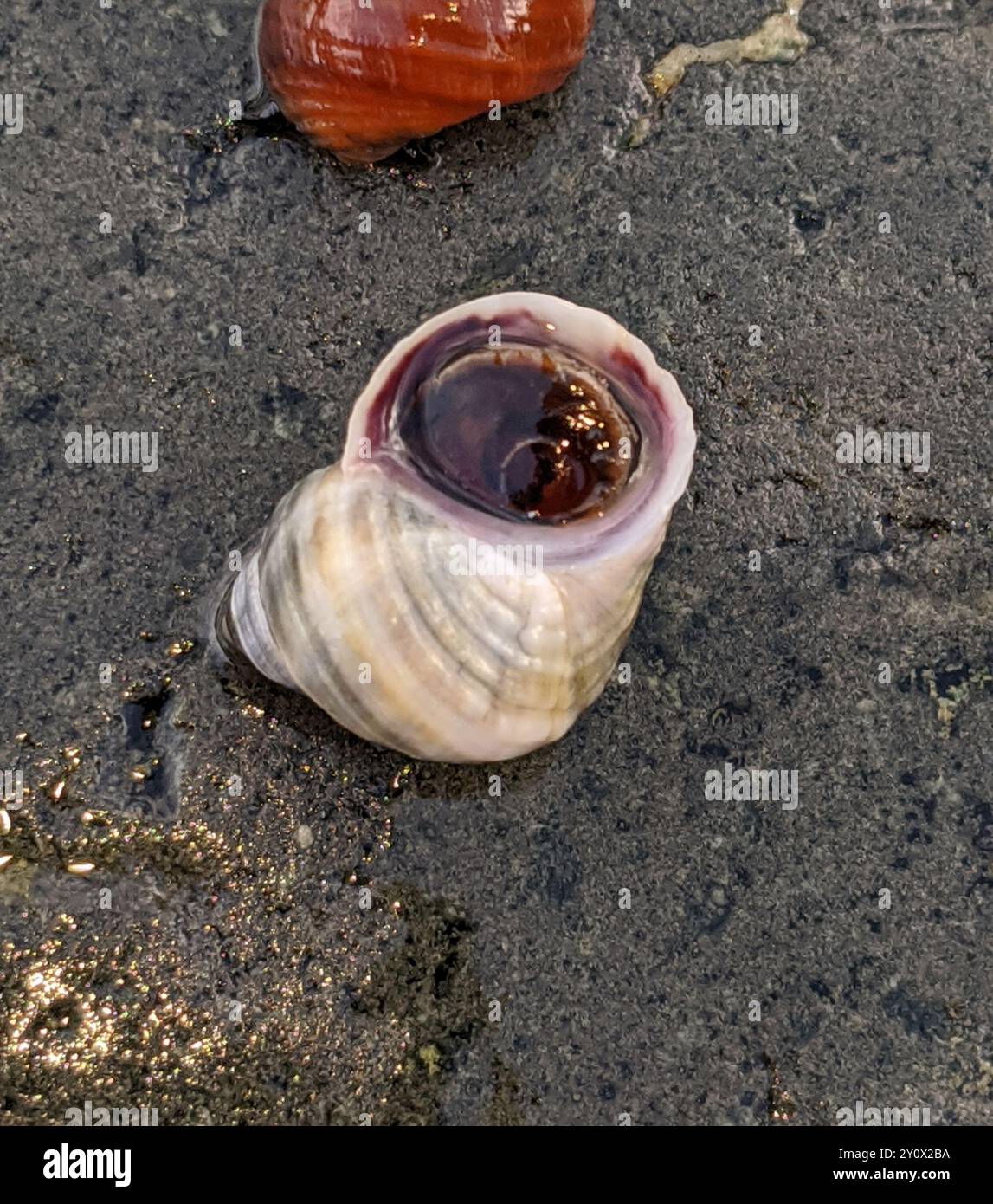 Sitka Periwinkle (Littorina sitkana) Mollusca Stock Photo - Alamy