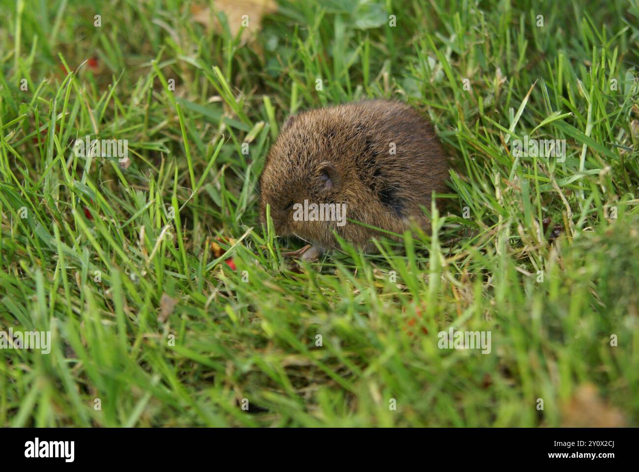 Common Vole (Microtus arvalis) Mammalia Stock Photo - Alamy