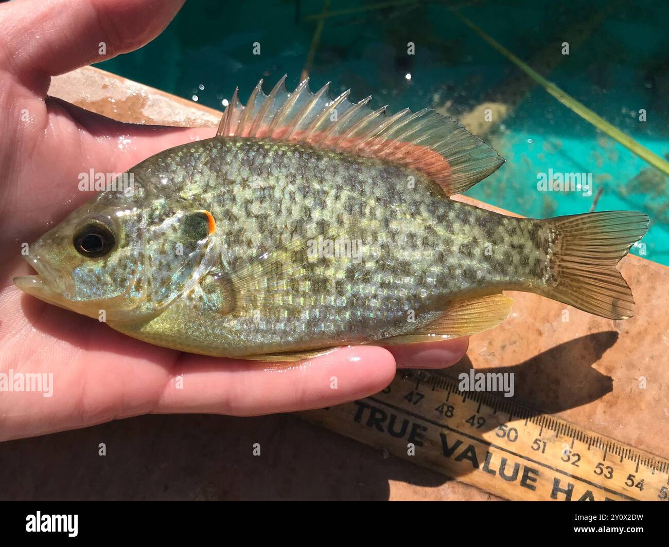 Redear Sunfish (Lepomis microlophus) Actinopterygii Stock Photo - Alamy
