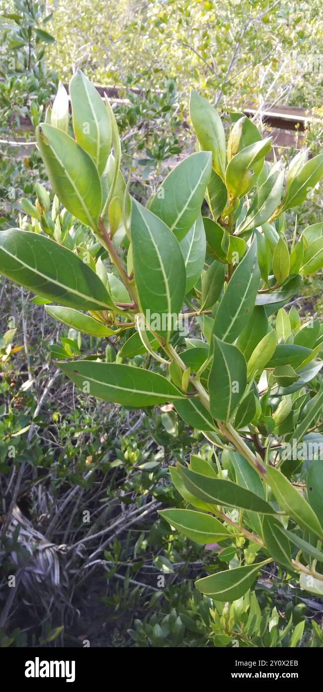 Green Buttonwood (Conocarpus erectus) Plantae Stock Photo - Alamy