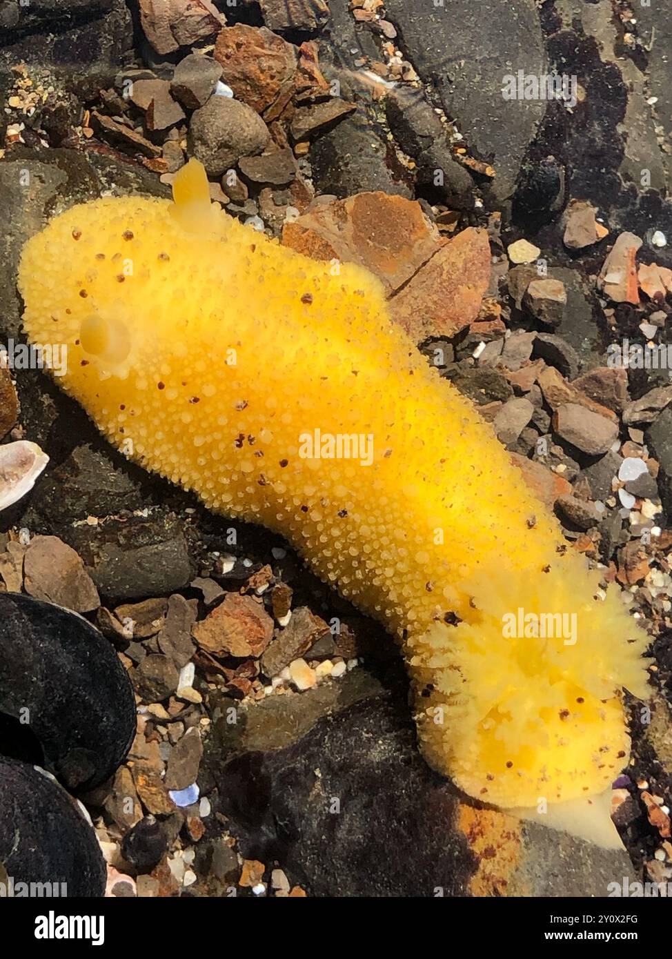 Monterey Dorid (Doris montereyensis) Mollusca Stock Photo - Alamy