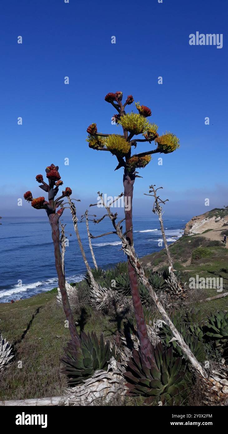 Shaw's Agave (Agave shawii) Plantae Stock Photo - Alamy
