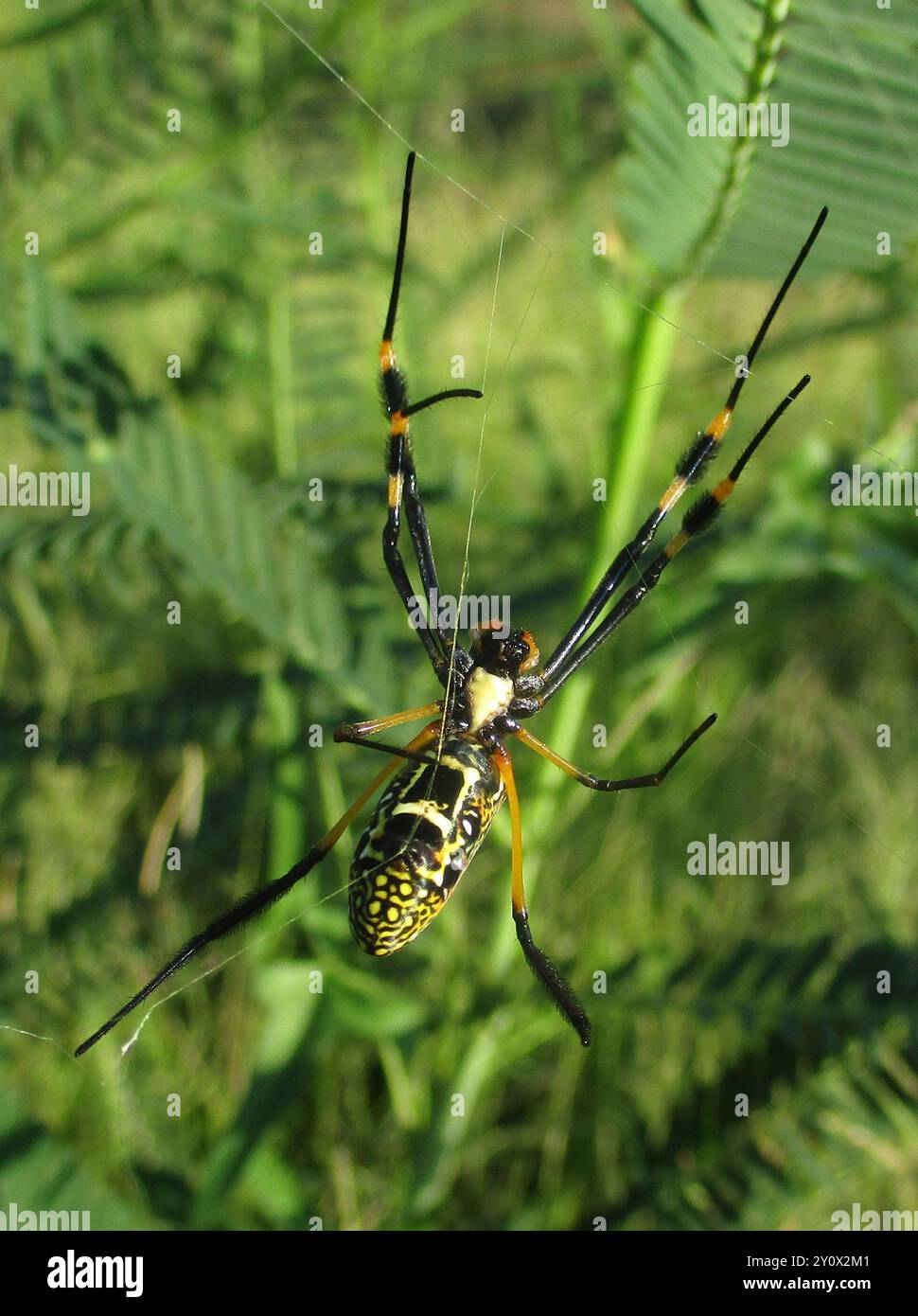 banded-legged golden orb-web spider (Trichonephila senegalensis ...
