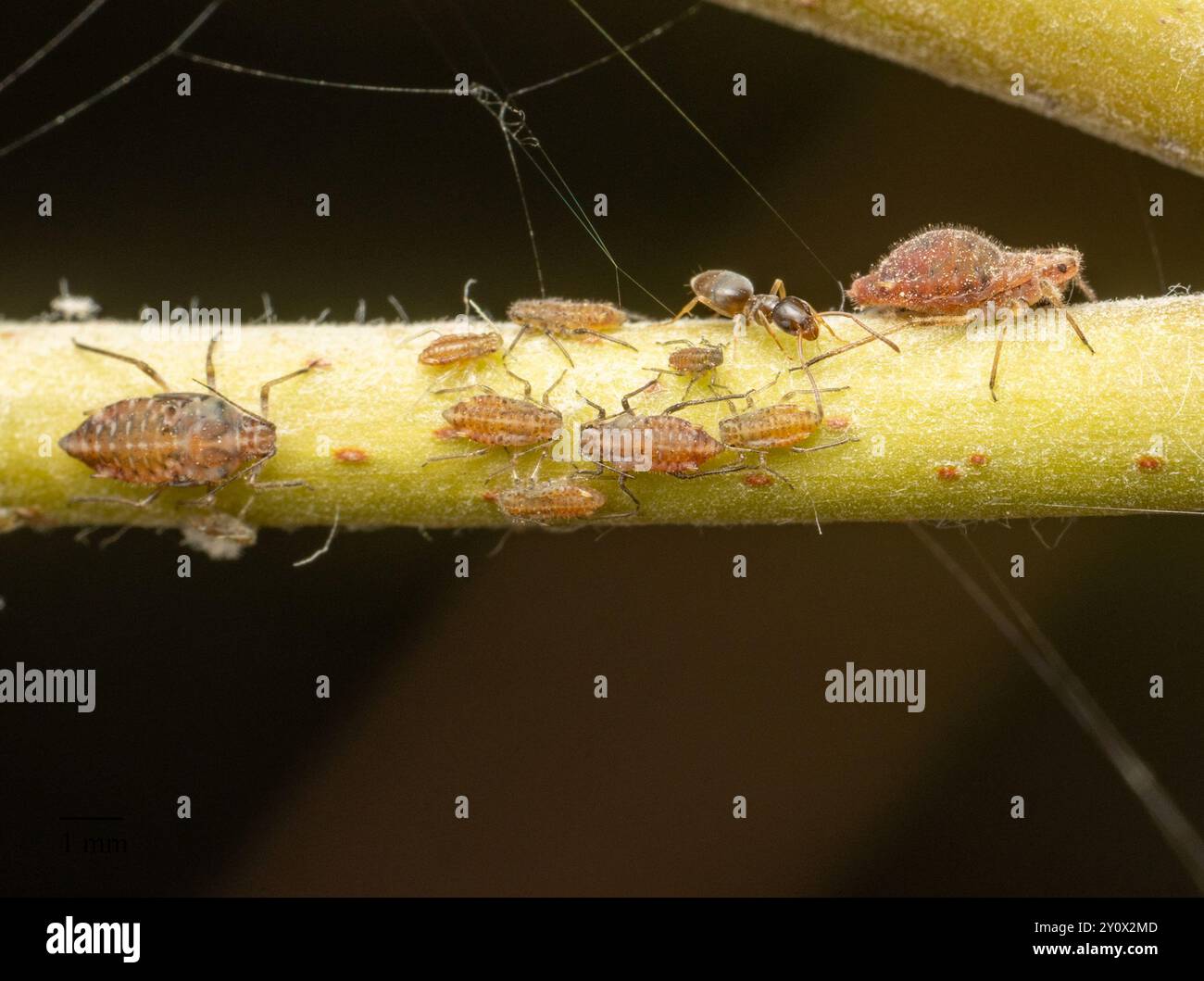 Willow Bark Aphids (Pterocomma) Insecta Stock Photo - Alamy