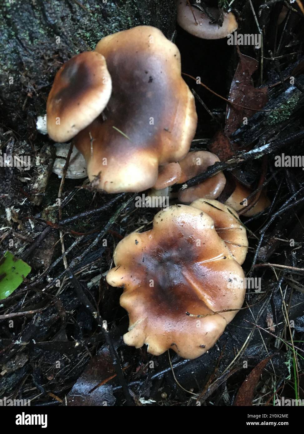 ghost fungus (Omphalotus nidiformis) Fungi Stock Photo - Alamy