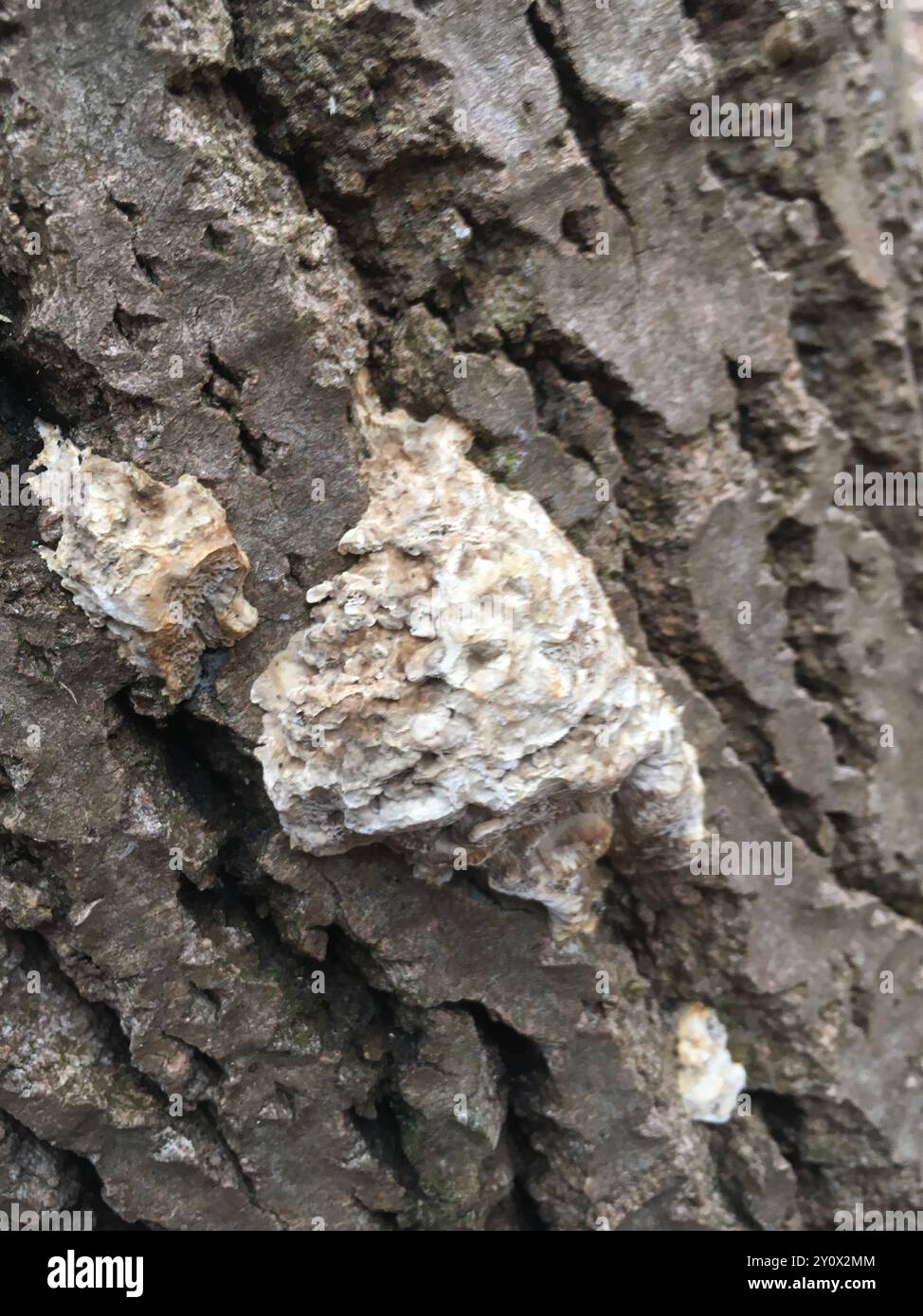 Northern Tooth (Climacodon septentrionalis) Fungi Stock Photo - Alamy