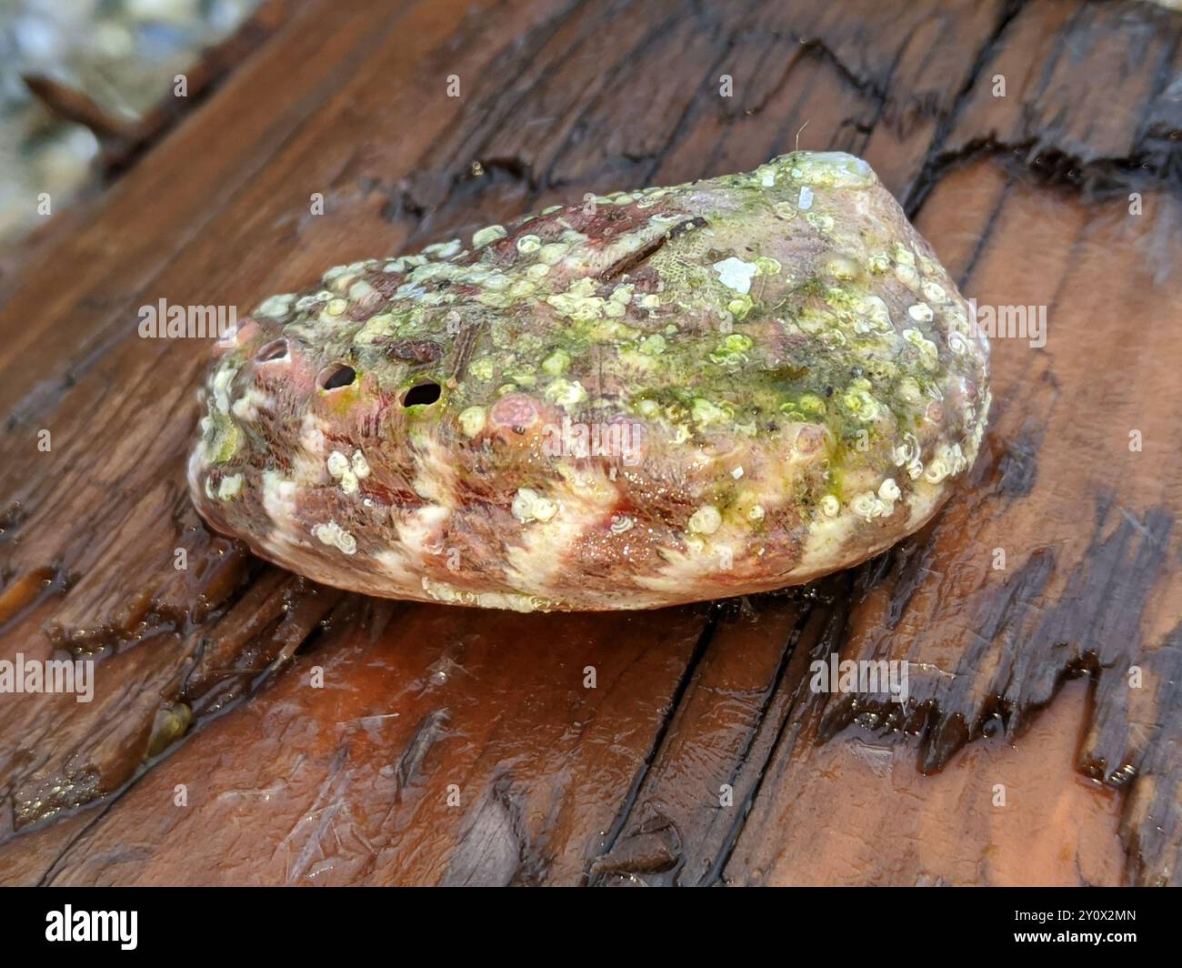 Pinto Abalone (Haliotis kamtschatkana) Mollusca Stock Photo - Alamy