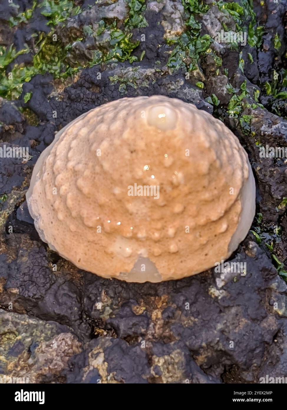 Whitecap Limpet (Acmaea mitra) Mollusca Stock Photo - Alamy