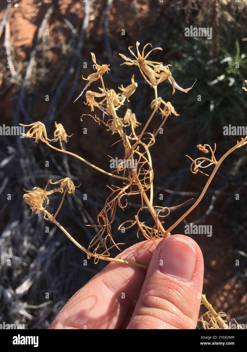 Riddell's ragwort (Senecio riddellii) Plantae Stock Photo - Alamy
