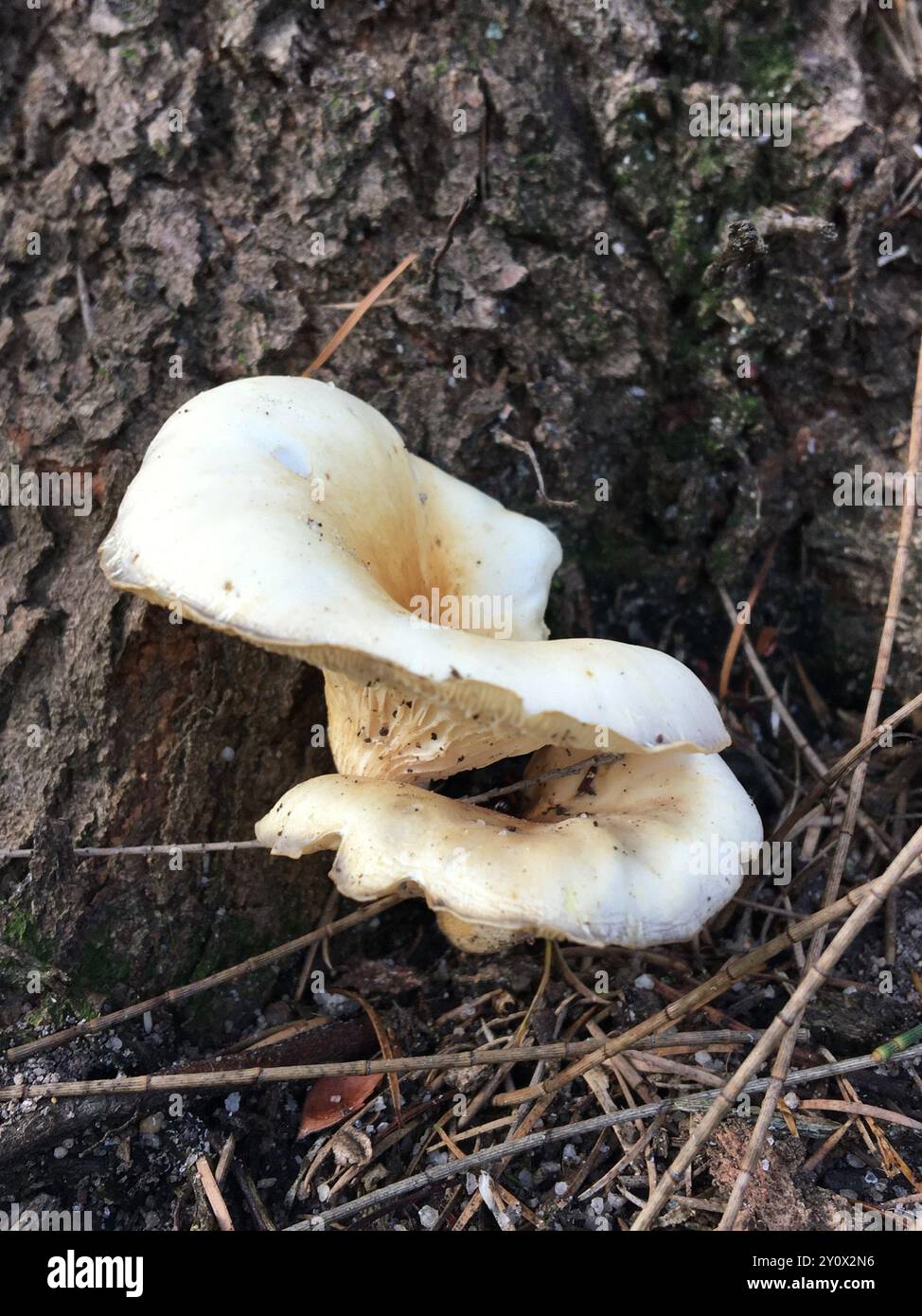 ghost fungus (Omphalotus nidiformis) Fungi Stock Photo - Alamy