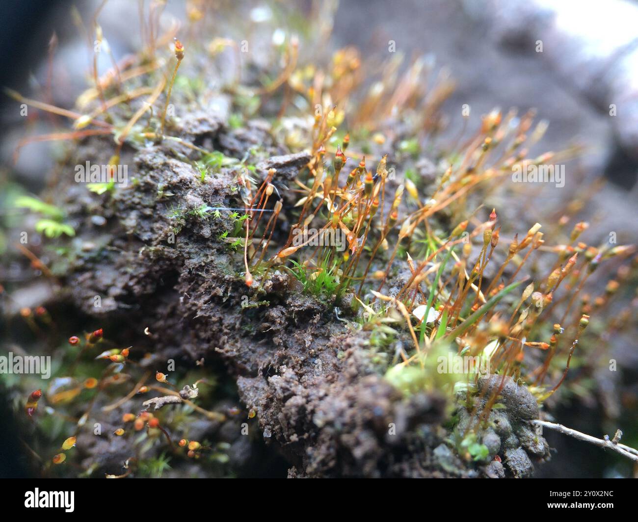 Pygmy Pocket-Moss (Fissidens exilis) Plantae Stock Photo - Alamy