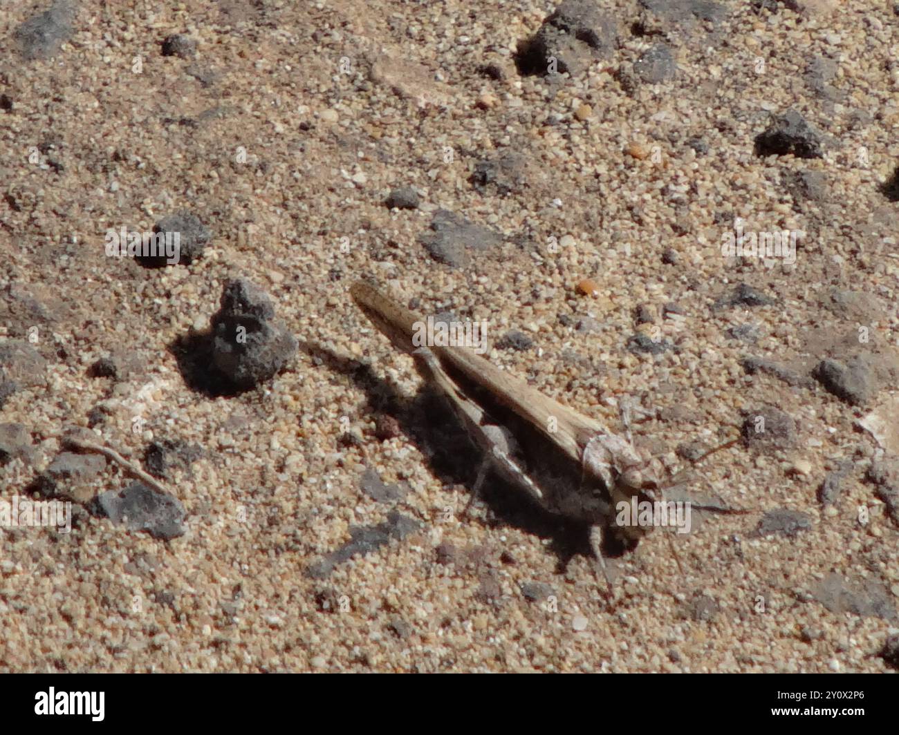 Common Digging Grasshopper (Acrotylus insubricus) Insecta Stock Photo ...
