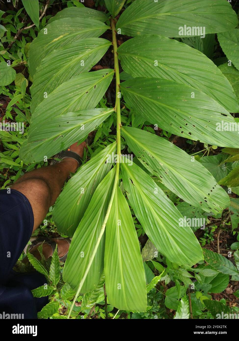 (Zingiber roseum) Plantae Stock Photo - Alamy