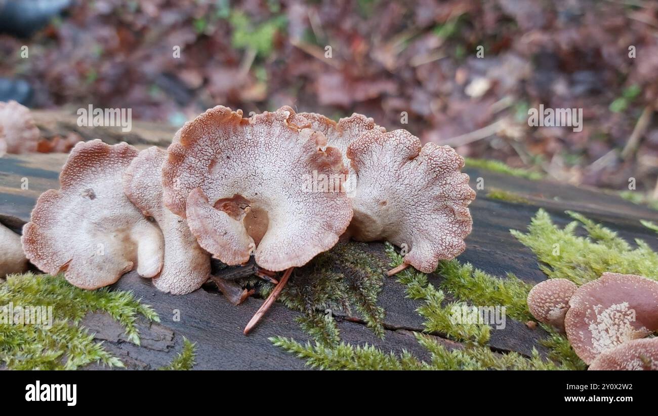 Luminescent Panellus (Panellus stipticus) Fungi Stock Photo - Alamy