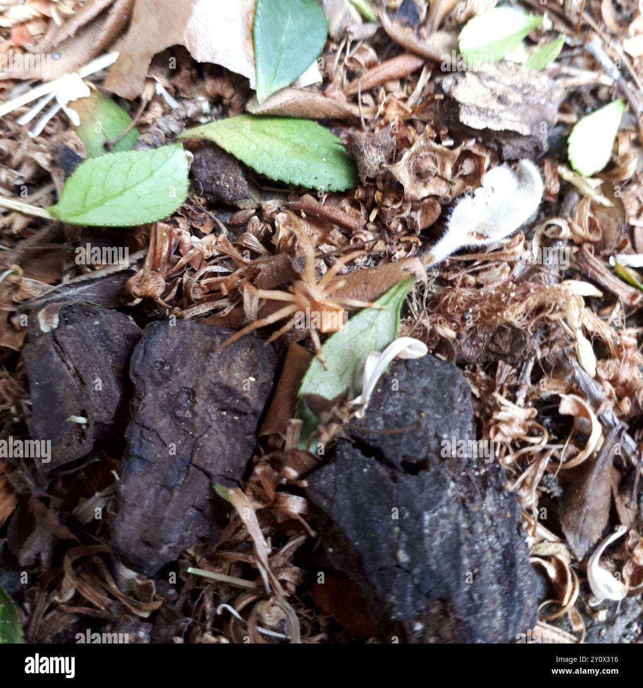 Trapezoid Crab Spider (Sidymella trapezia) Arachnida Stock Photo - Alamy