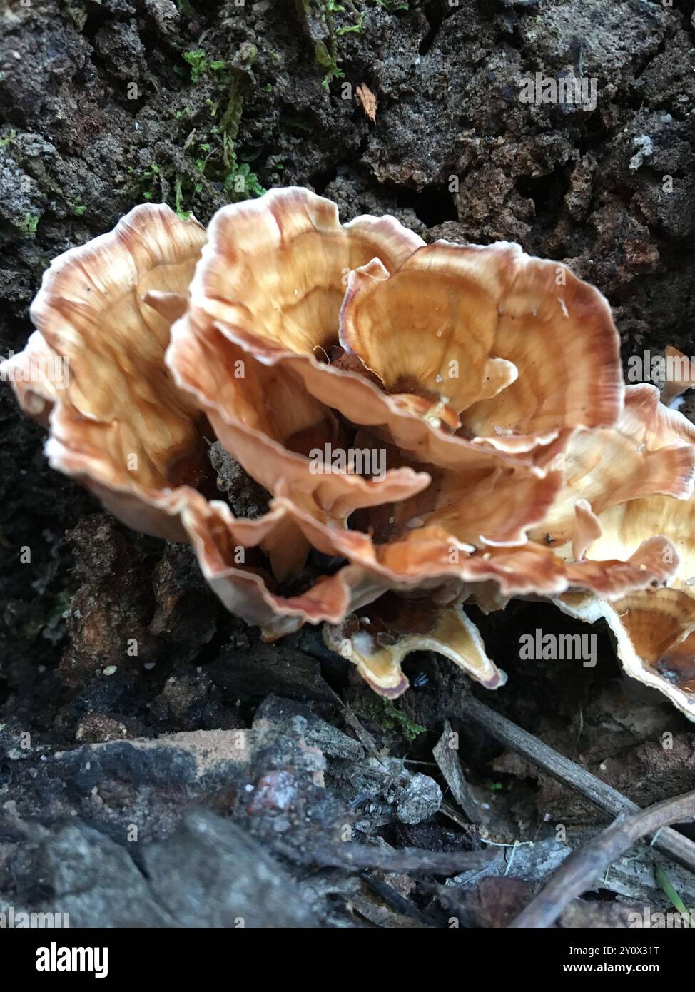 Wine Glass Fungus (Podoscypha petalodes) Fungi Stock Photo - Alamy