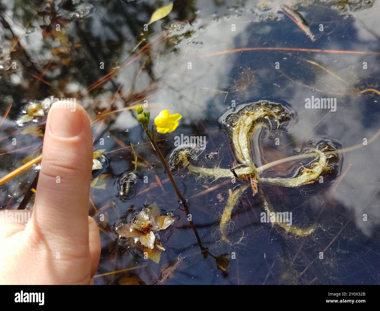 swollen bladderwort (Utricularia inflata) Plantae Stock Photo - Alamy