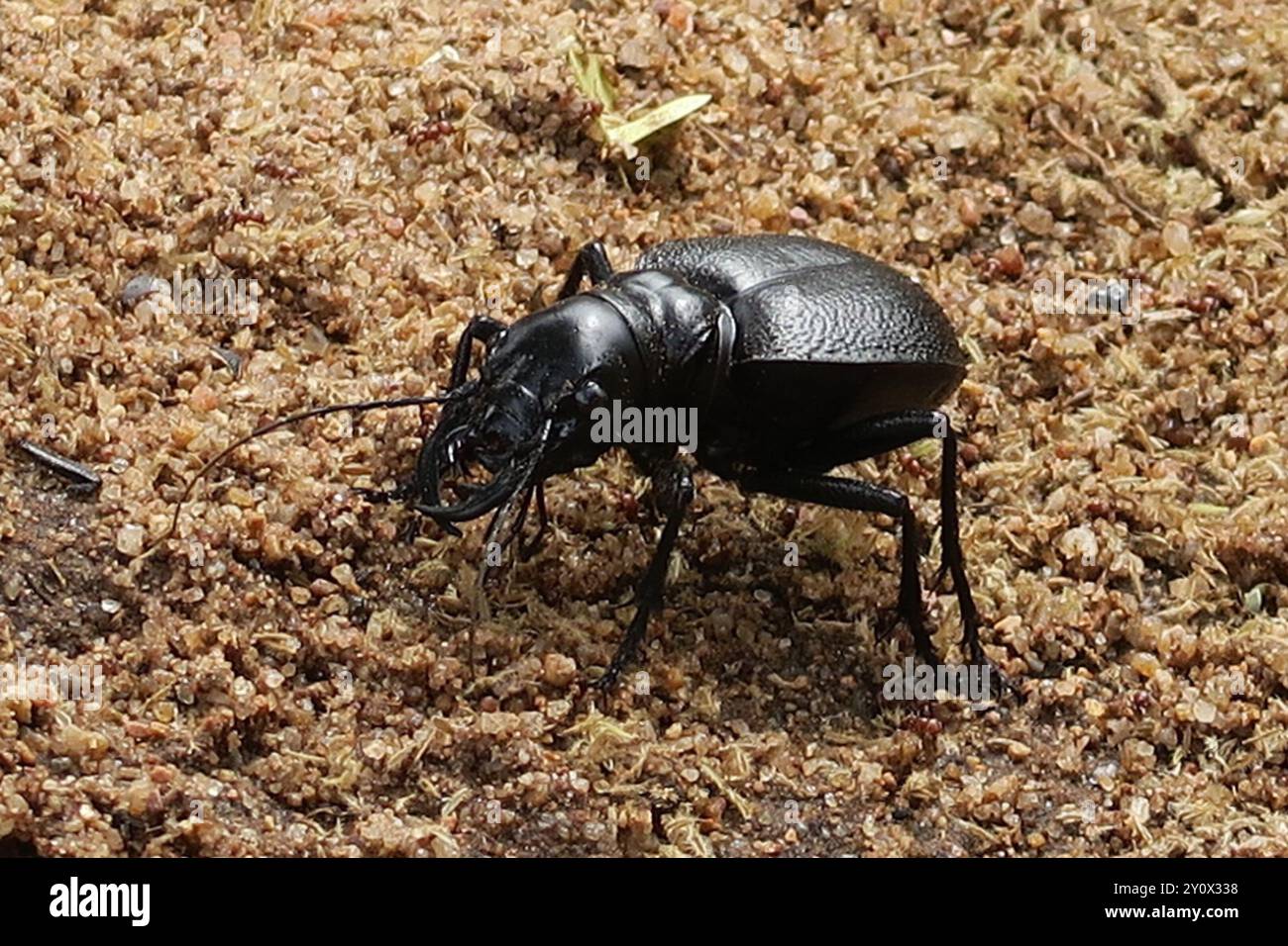 Monster Tiger Beetles (Manticora) Insecta Stock Photo - Alamy