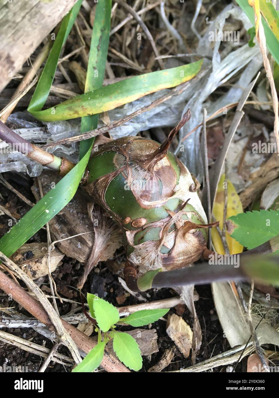 Chinese Crown Orchid (Eulophia graminea) Plantae Stock Photo - Alamy