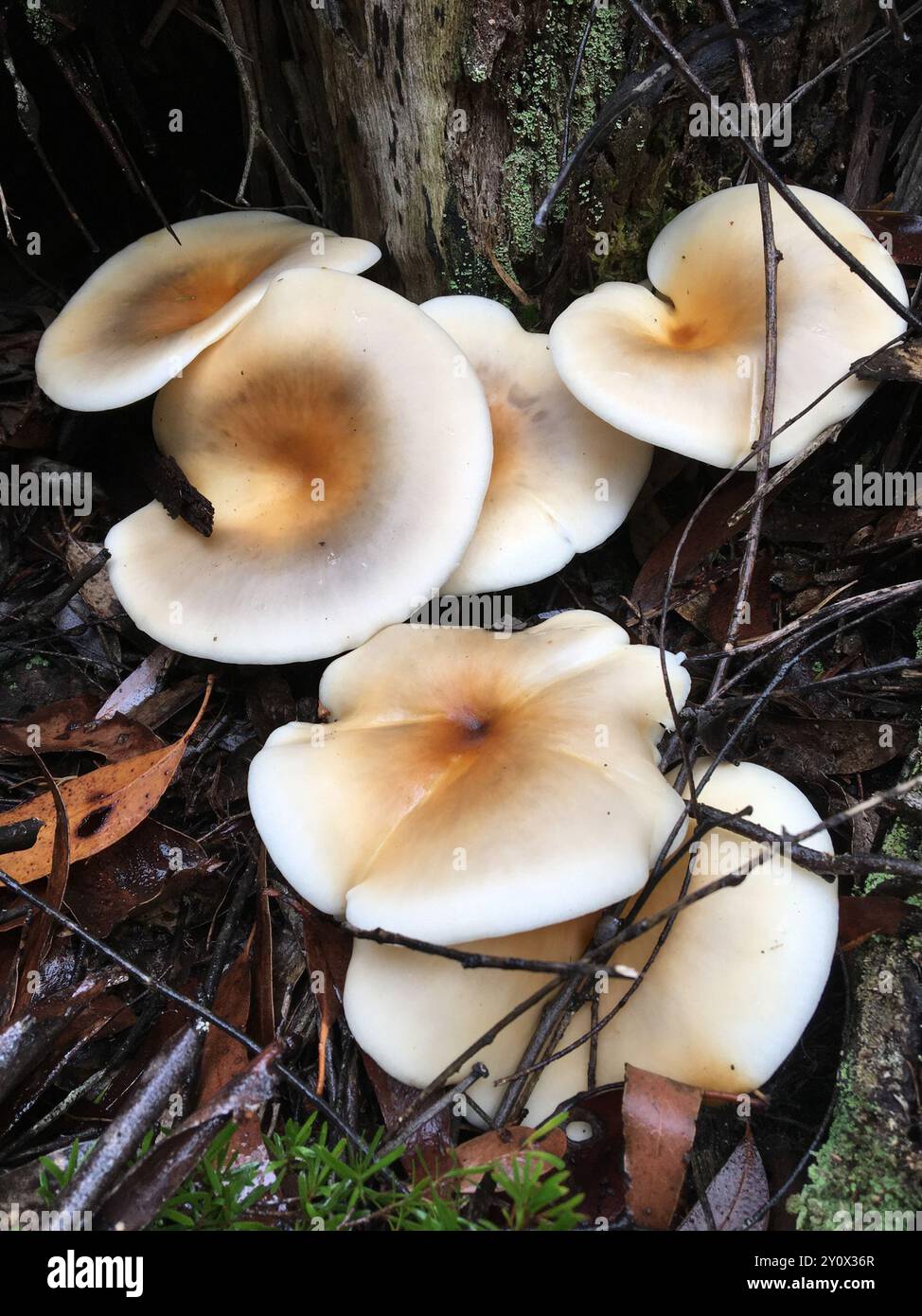 ghost fungus (Omphalotus nidiformis) Fungi Stock Photo - Alamy