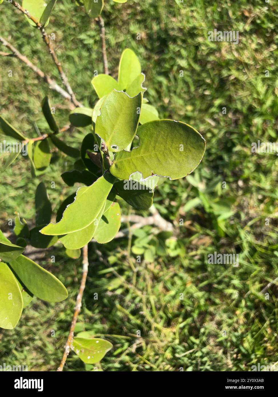 (Daphnopsis racemosa) Plantae Stock Photo - Alamy