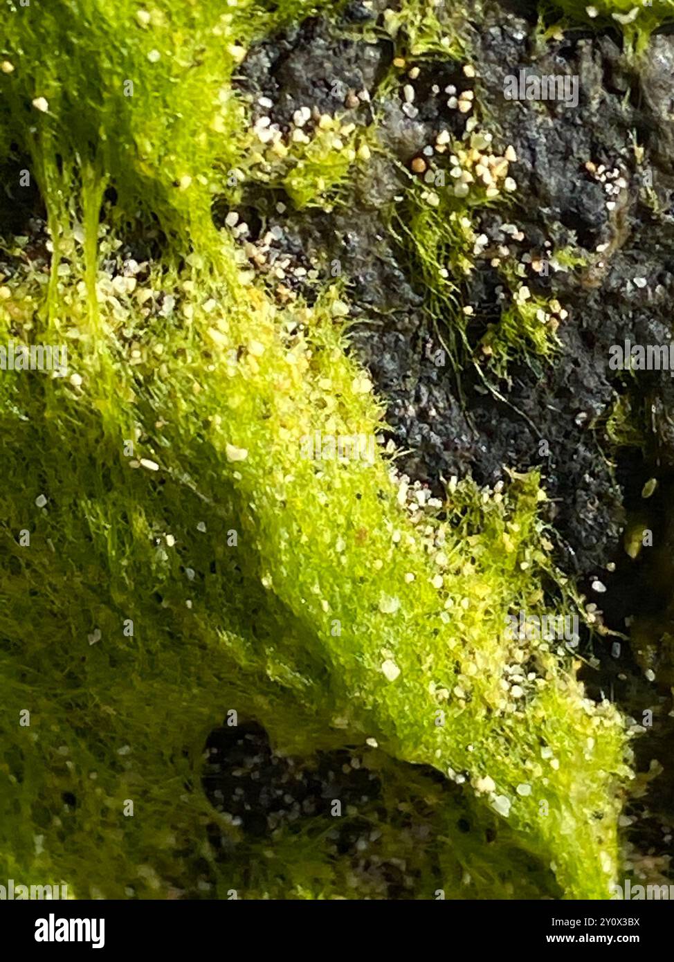 green algae (Chlorophyta) Plantae Stock Photo - Alamy