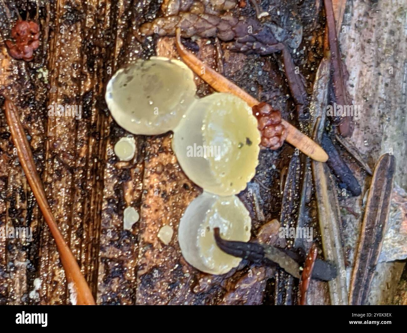 alpine jelly cone (Guepiniopsis alpina) Fungi Stock Photo - Alamy
