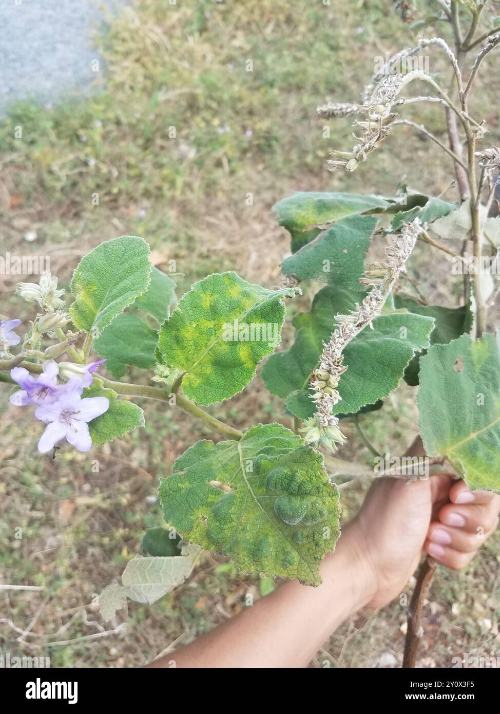 fiberglass plant (Wigandia urens) Plantae Stock Photo - Alamy