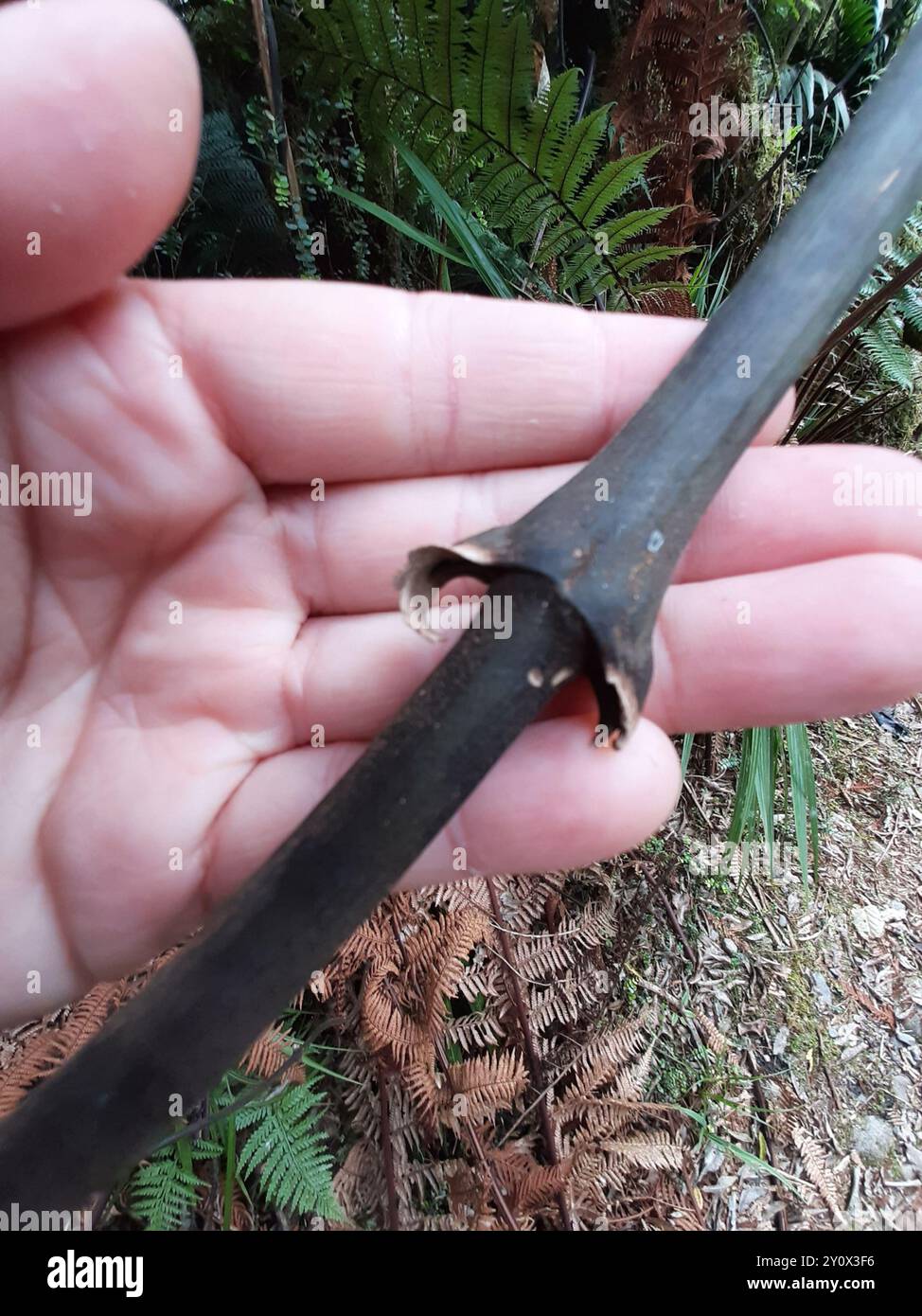 Supplejack (Ripogonum scandens) Plantae Stock Photo - Alamy