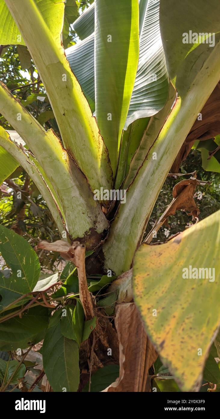 Cavendish banana (Musa acuminata) Plantae Stock Photo - Alamy
