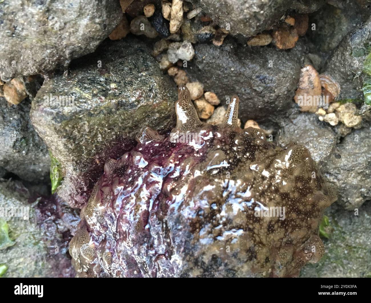 Sea Hares and Akera Snails (Aplysiida) Mollusca Stock Photo - Alamy
